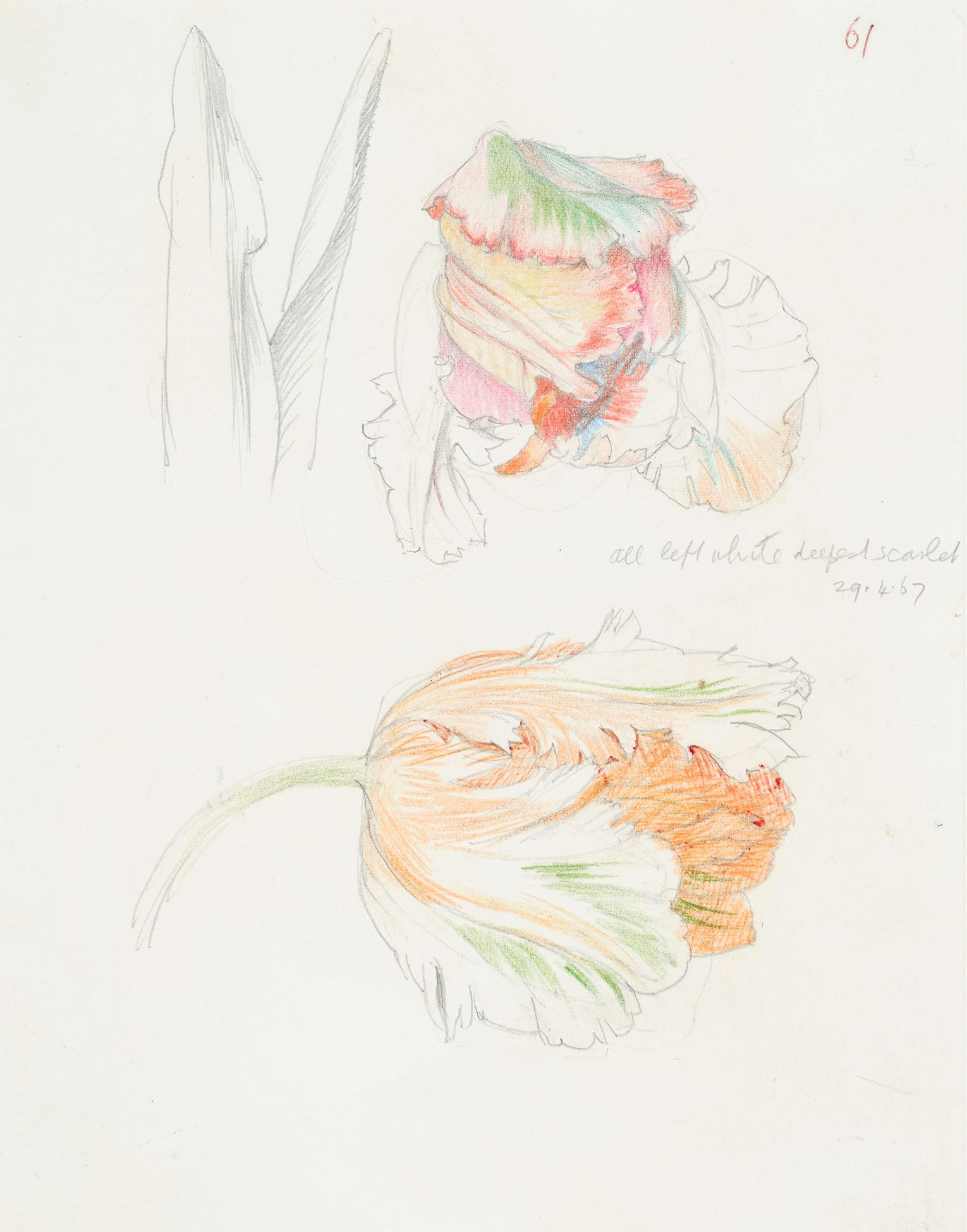 Armfield, Maxwell Ashby (1882 – 1972) – Tulips. | ABBOTT and HOLDER