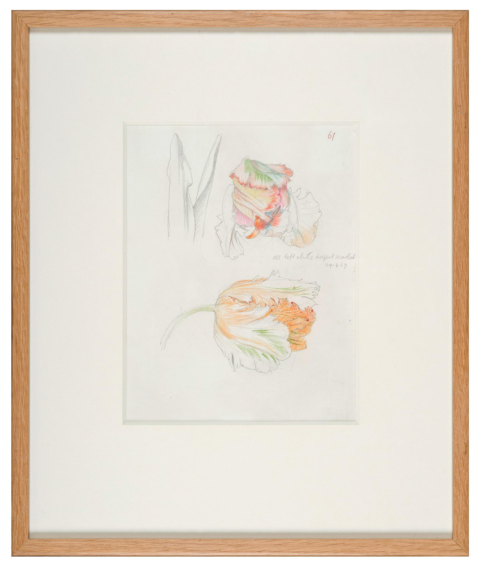 Armfield, Maxwell Ashby (1882 – 1972) – Tulips. | ABBOTT and HOLDER