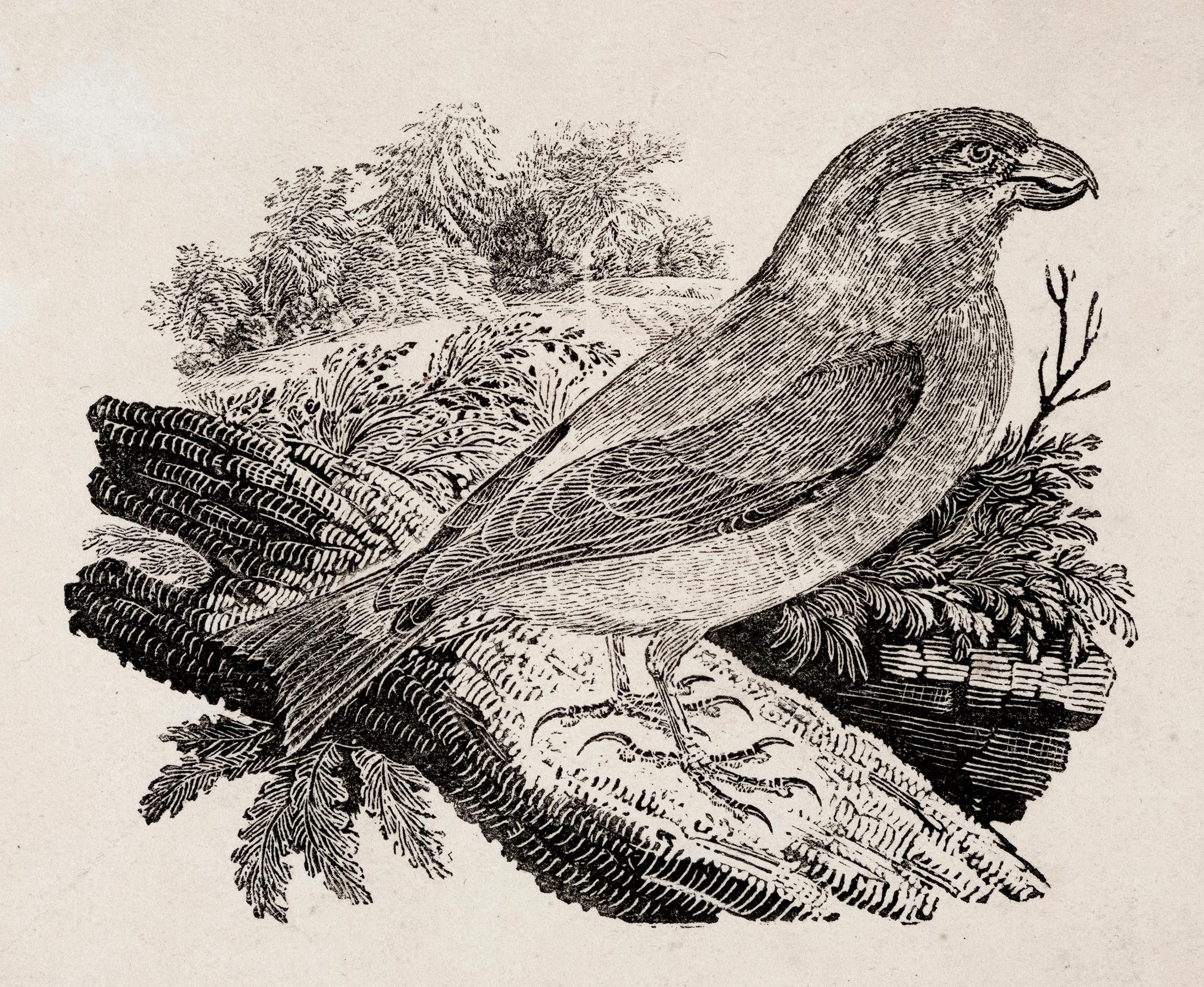 Bewick, Thomas (1751 – 1828) – ‘The Parrot Cross Bill’. | ABBOTT and HOLDER